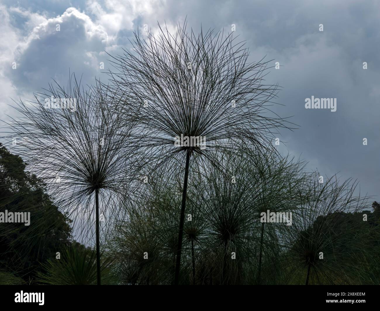 Plants florish in the gardens of Santa Rosa de Cabal, a hot springs ...