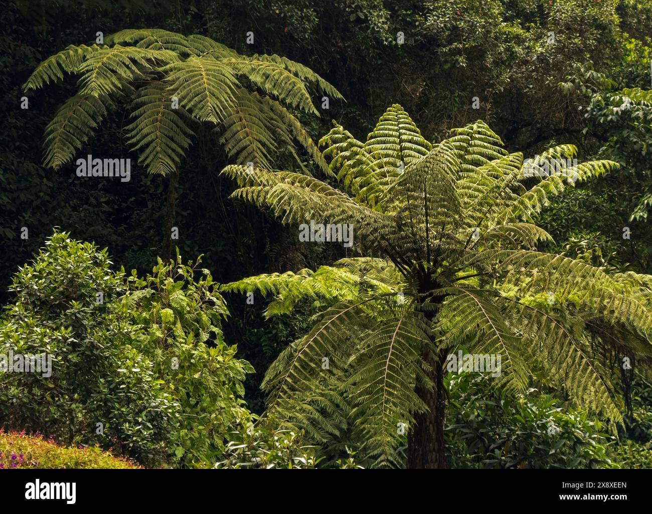 Tree Ferns (Cyathea elongata) grow in the gardens of Santa Rosa de ...