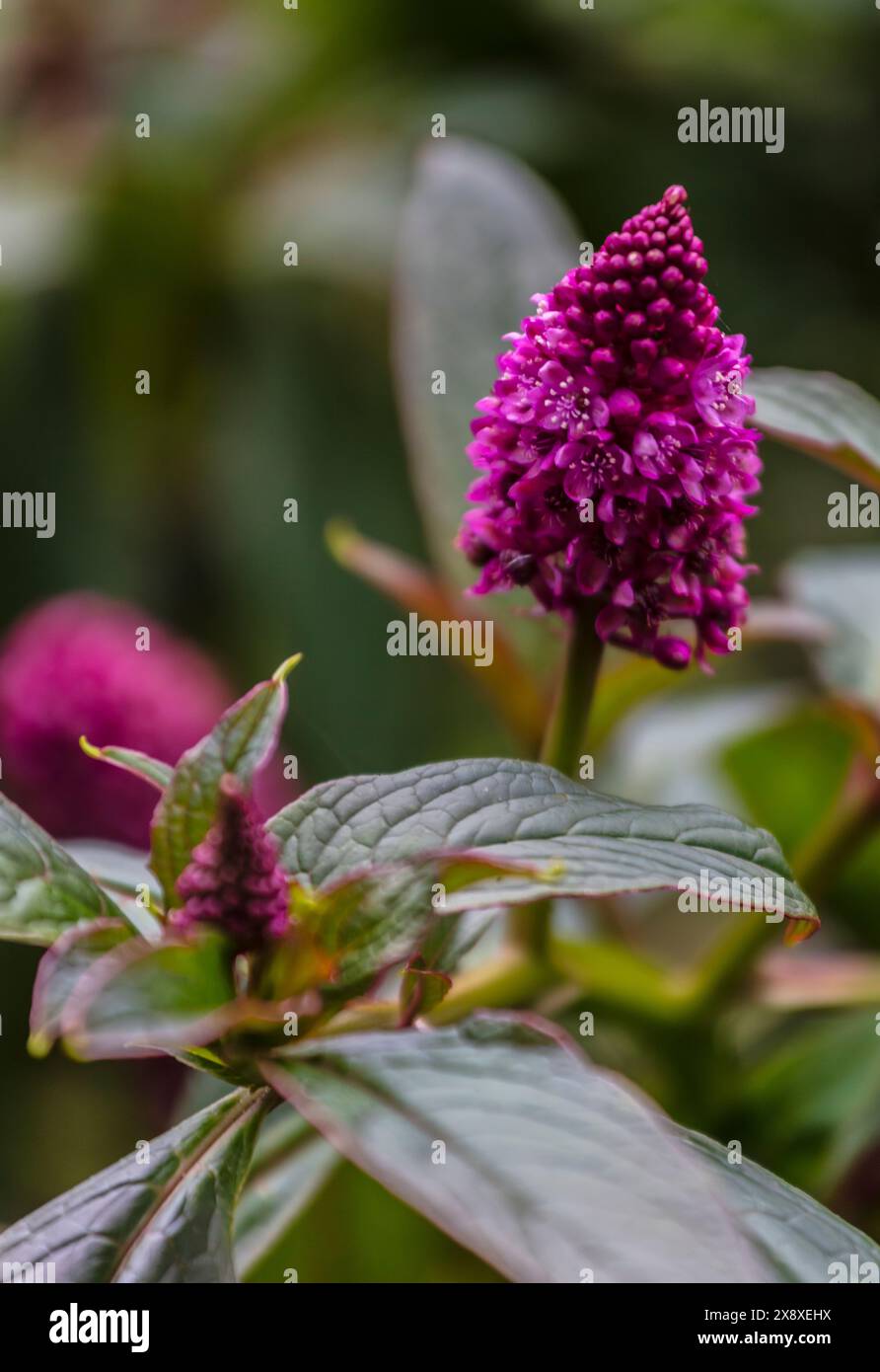 A mountain plant blooms near the Termales Del Ruiz Hotel located at ...