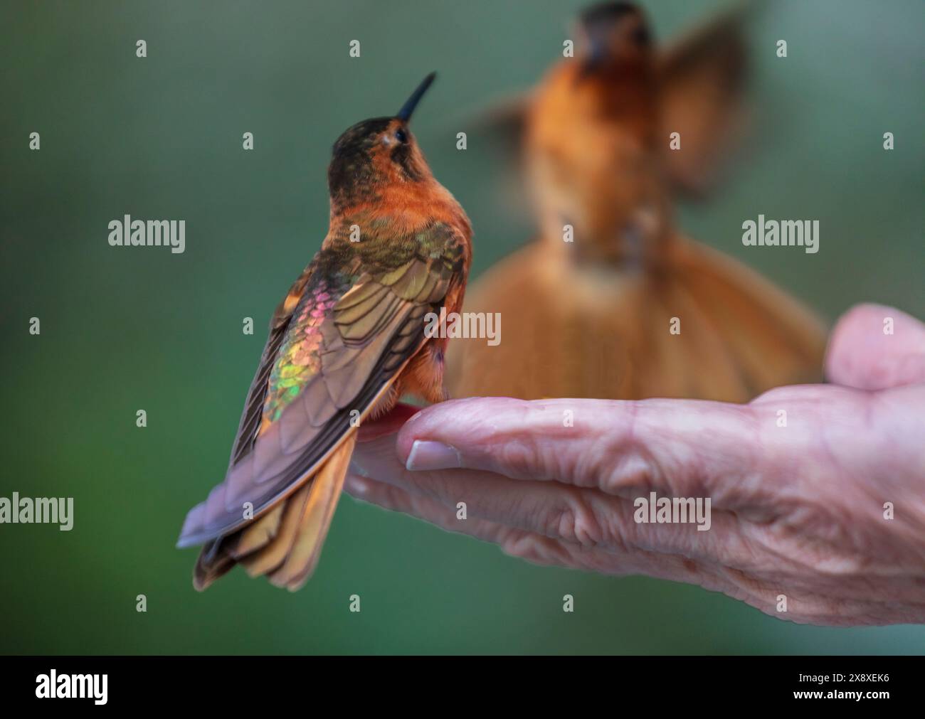 Shining Sunbeam hummingbirds (Aglaeactis cupripenni) at Termales Del ...