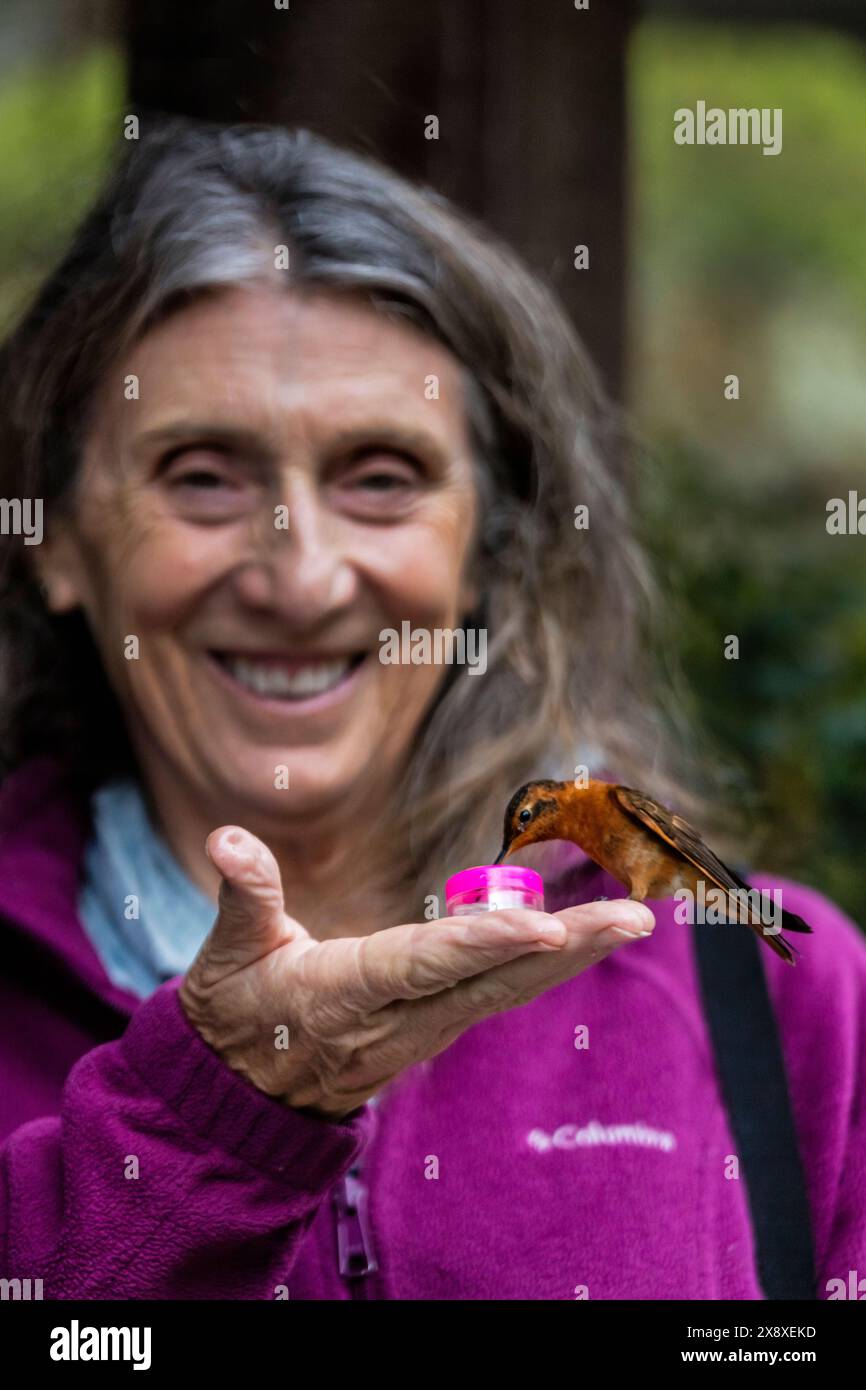 Shining Sunbeam hummingbirds (Aglaeactis cupripenni) at Termales Del ...