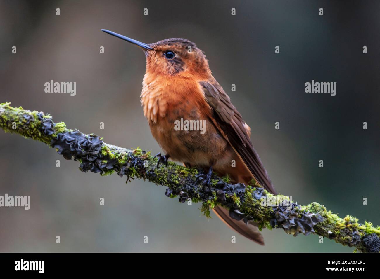 Shining Sunbeam hummingbirds (Aglaeactis cupripenni) at Termales Del ...