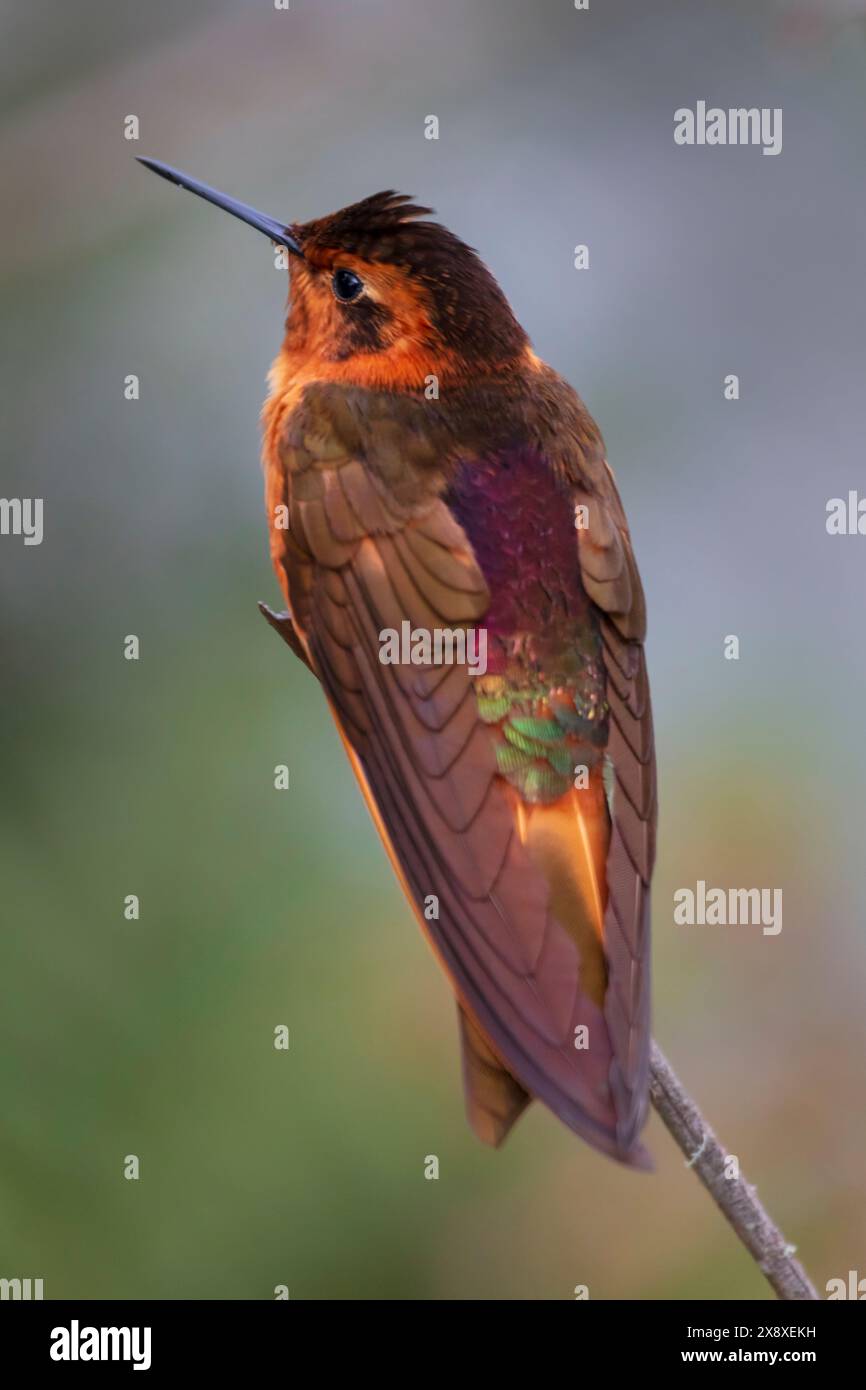 Shining Sunbeam hummingbirds (Aglaeactis cupripenni) at Termales Del ...