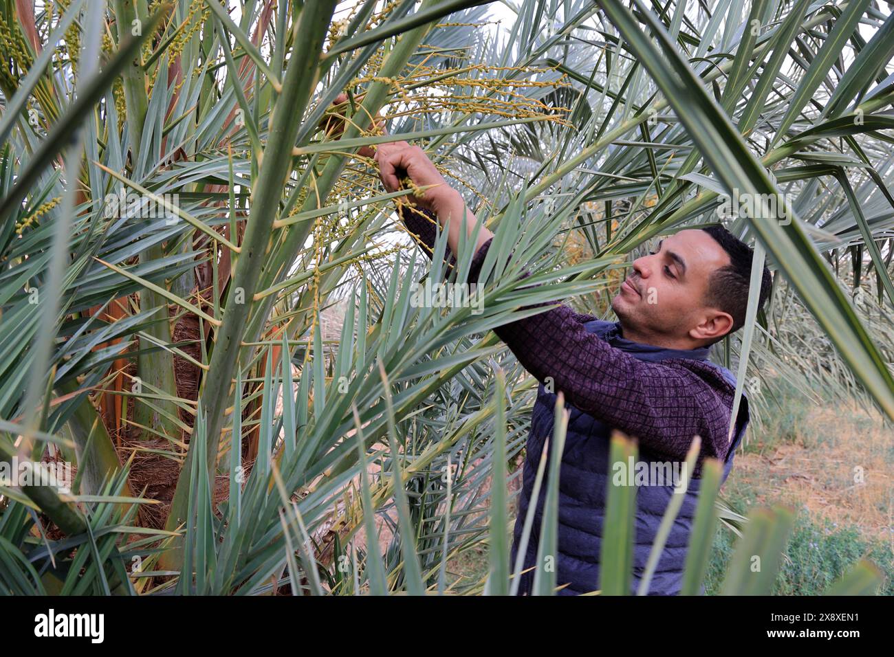Algeria plants hi-res stock photography and images - Alamy