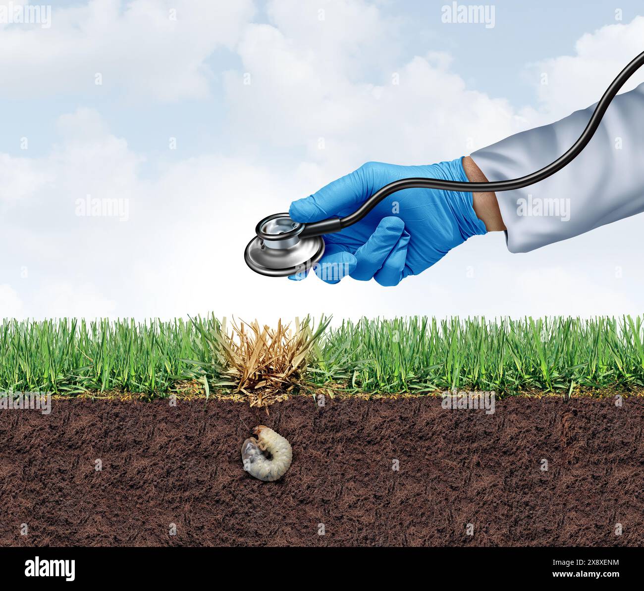 Lawn Disease Diagnosis as grass grub damage as chinch larva damaging ...