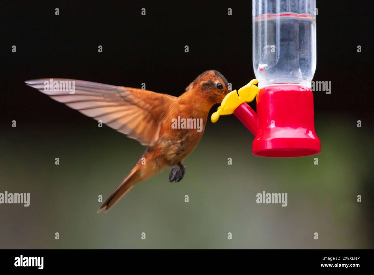 Shining Sunbeam hummingbirds (Aglaeactis cupripenni) at Termales Del ...