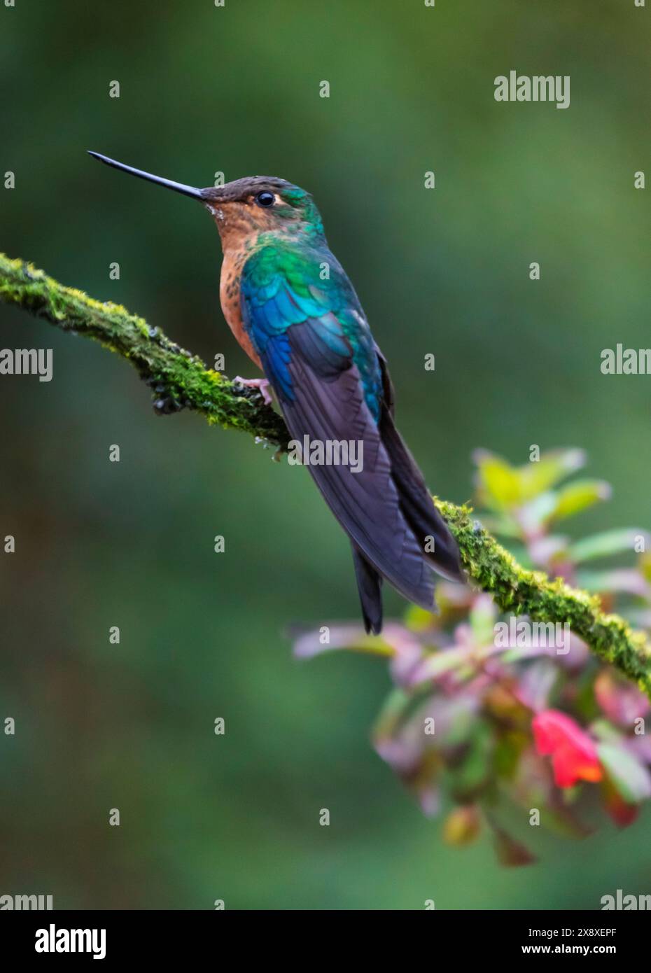 A Great Saphirewing hummingbird (Pterophanes cyanopterus) at Termales ...