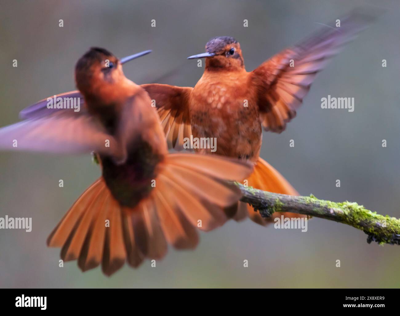 Shining Sunbeam hummingbirds (Aglaeactis cupripenni) at Termales Del ...