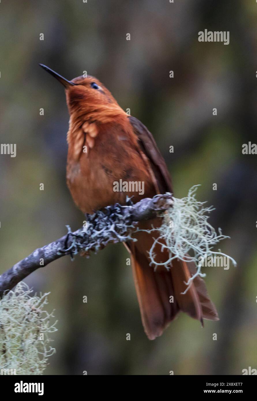 Shining Sunbeam hummingbirds (Aglaeactis cupripenni) at Termales Del ...