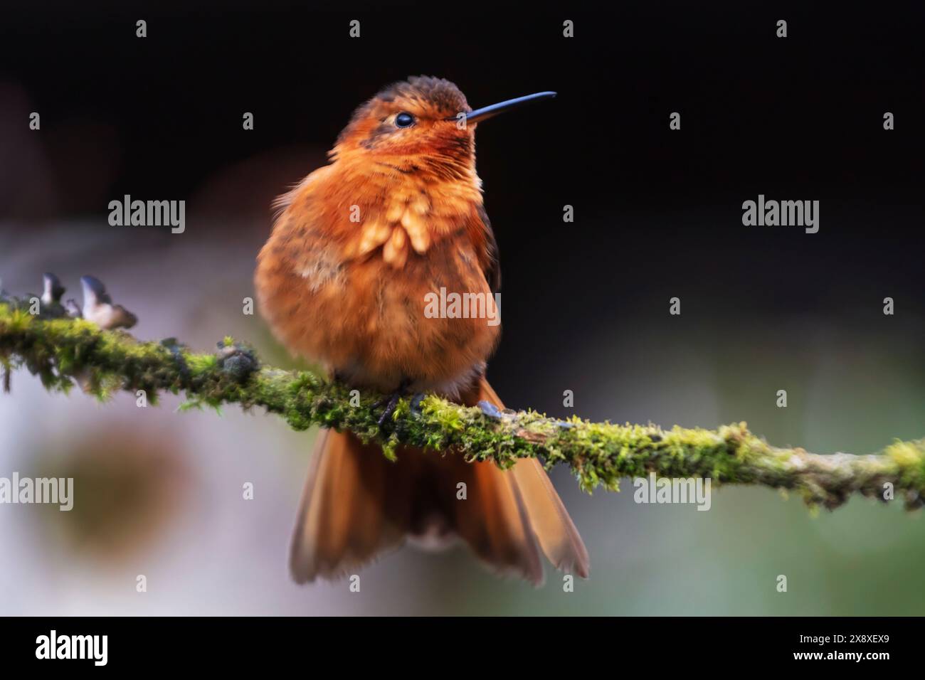 Shining Sunbeam hummingbirds (Aglaeactis cupripenni) at Termales Del ...