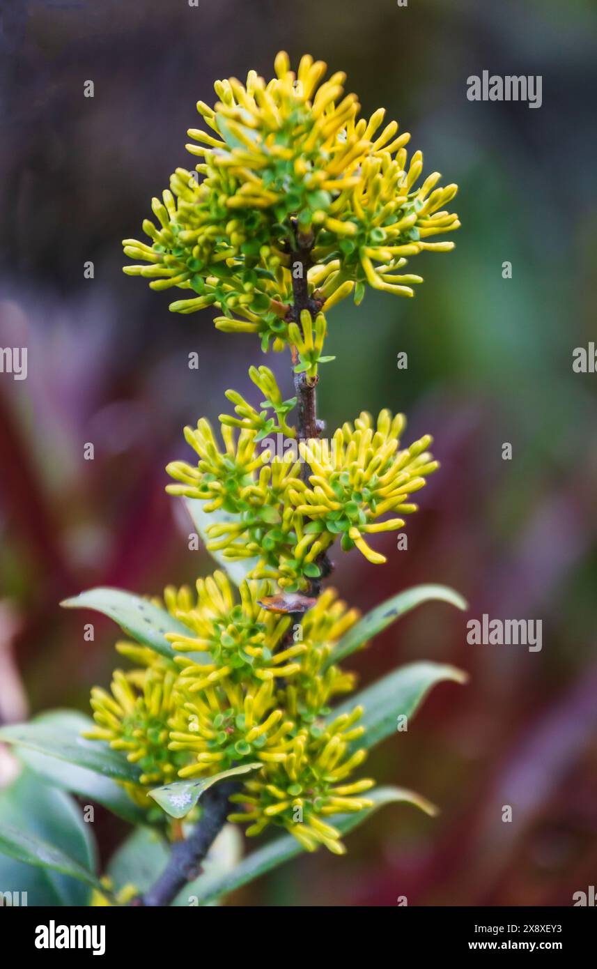 A mountain plant blooms near the Termales Del Ruiz Hotel located at ...
