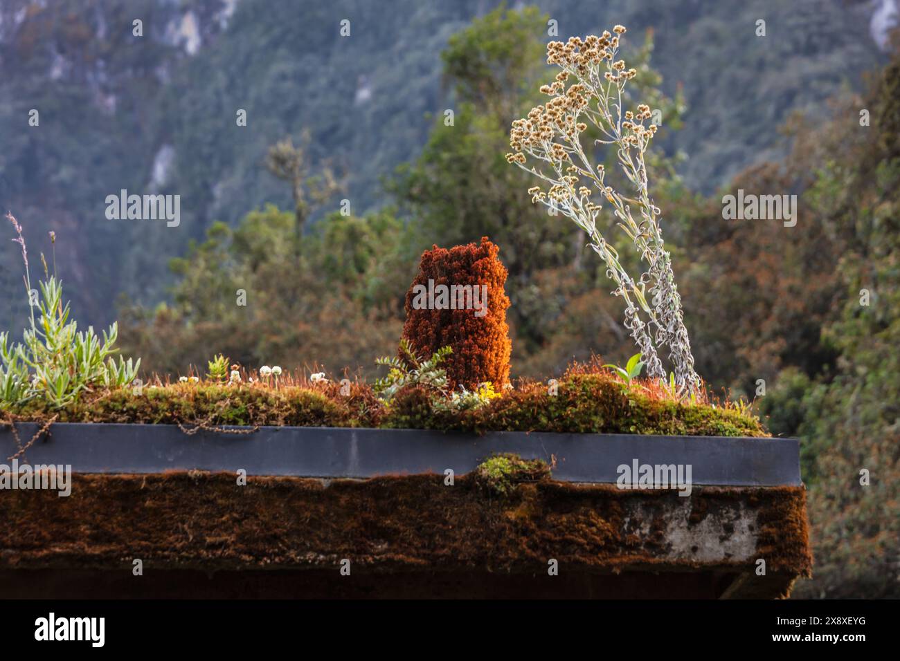 A living rooftop at the Termales Del Ruiz Hotel located at 10,500 feet ...