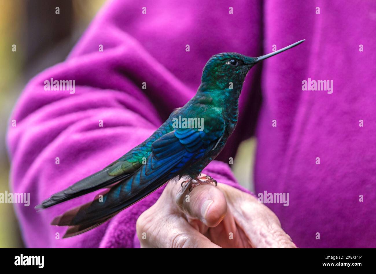 A Great Saphirewing hummingbird (Pterophanes cyanopterus) at Termales ...