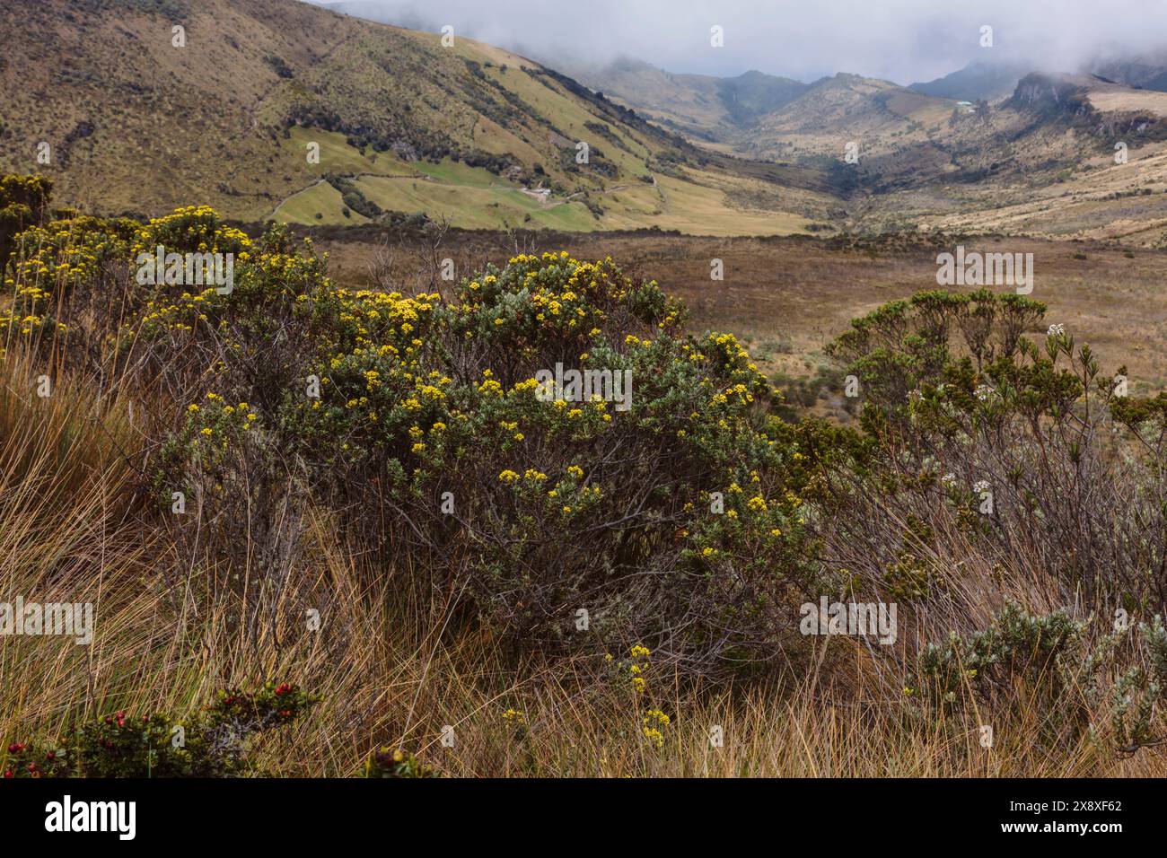 Plants grow in the unique high altitude ecosystem known as the Paramo ...