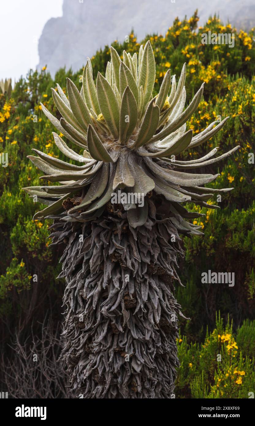 Espeletia (Espeletia albarregensis) is also known as Frailejones or Big ...