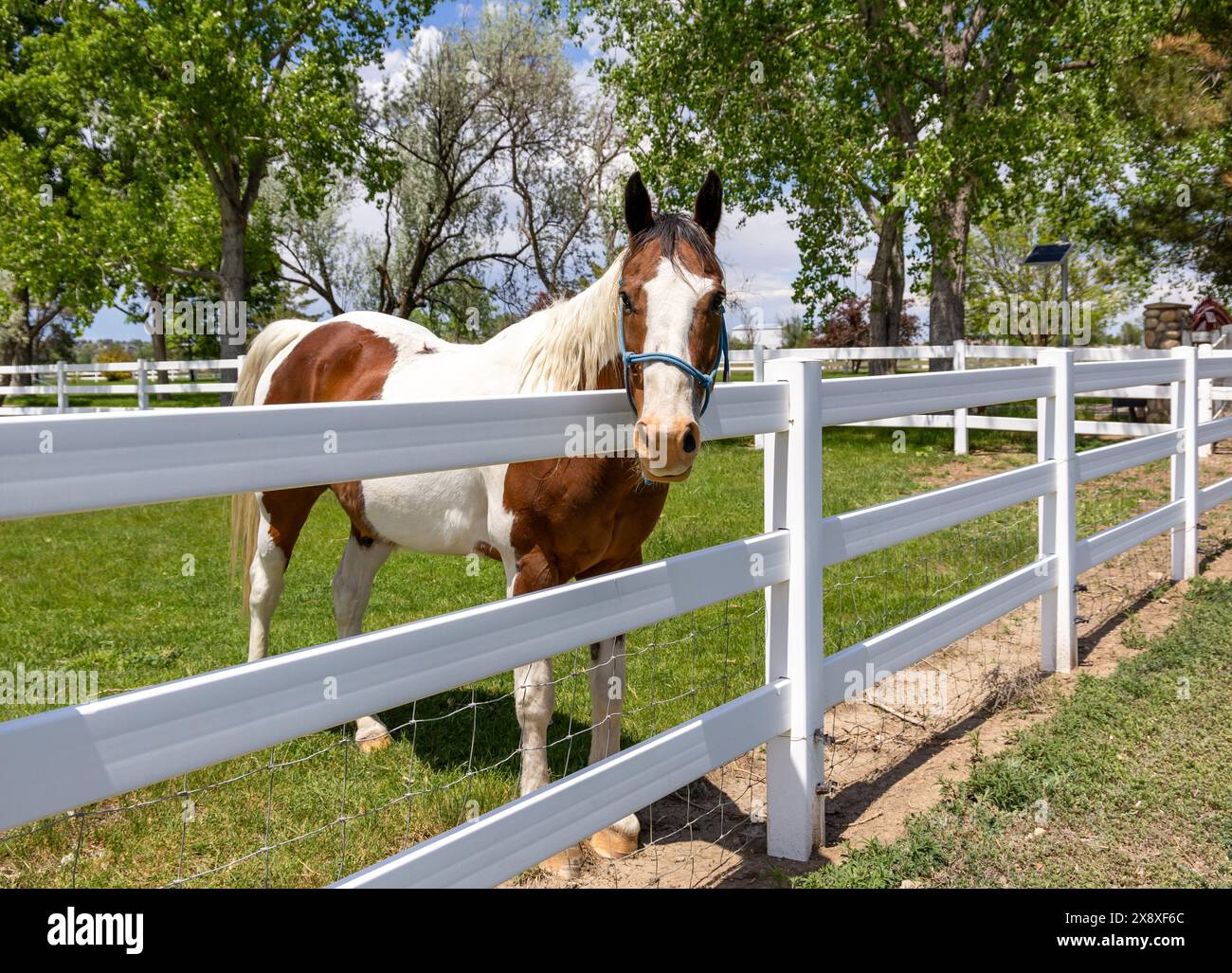 Horses grazing behind fence hi-res stock photography and images - Alamy