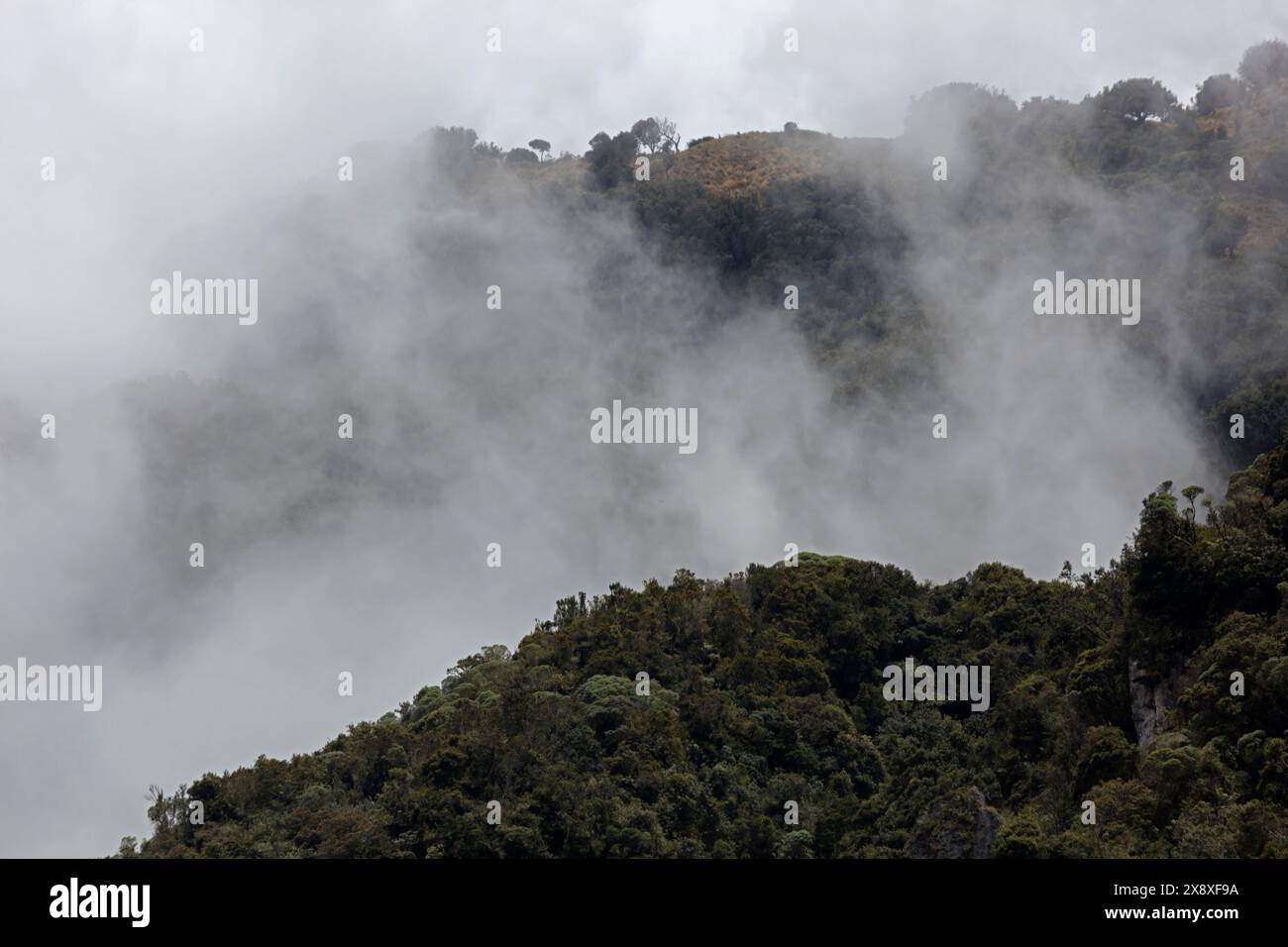 Plants grow in the unique high altitude ecosystem known as the Paramo ...