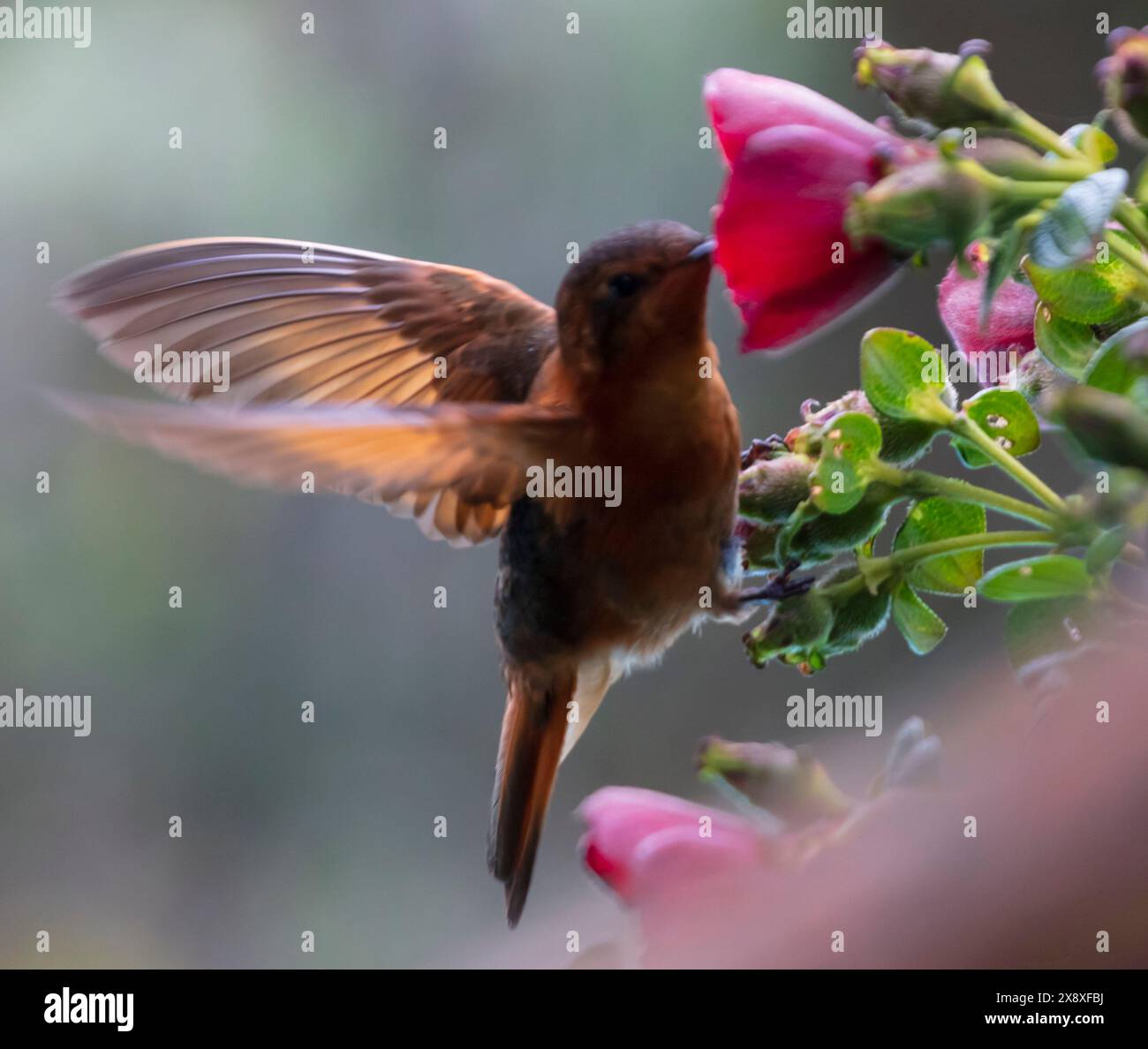Shining Sunbeam hummingbirds (Aglaeactis cupripenni) at Termales Del ...