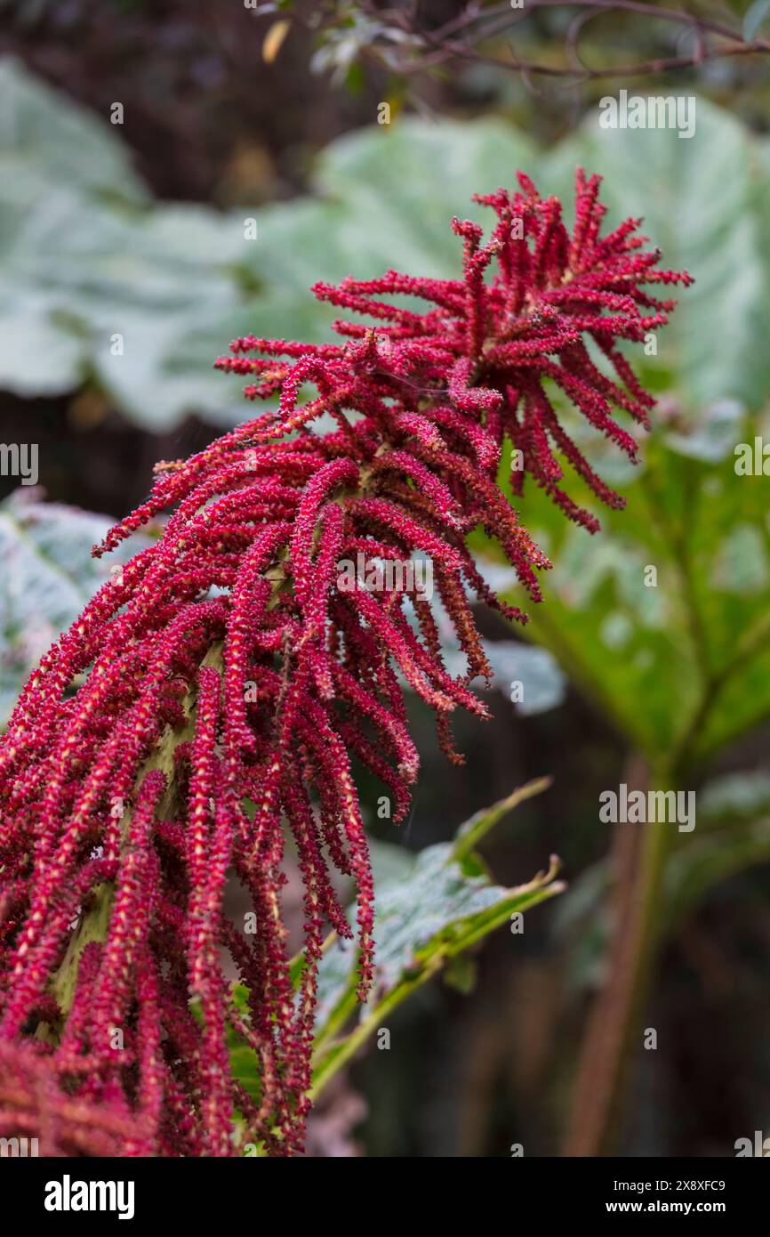 A mountain plant blooms near the Termales Del Ruiz Hotel located at ...