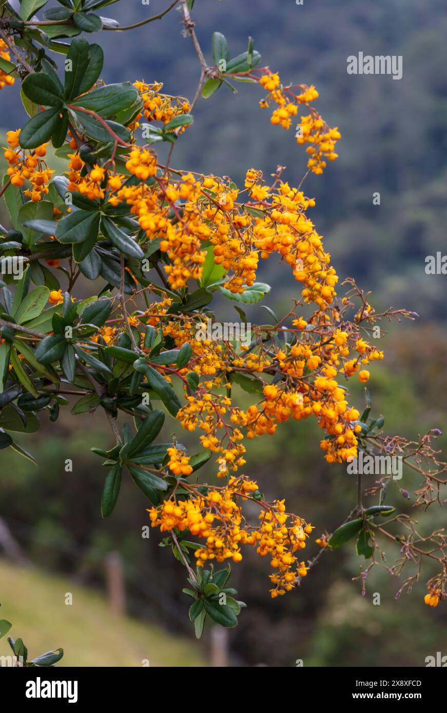 A mountain plant blooms near the Termales Del Ruiz Hotel located at ...