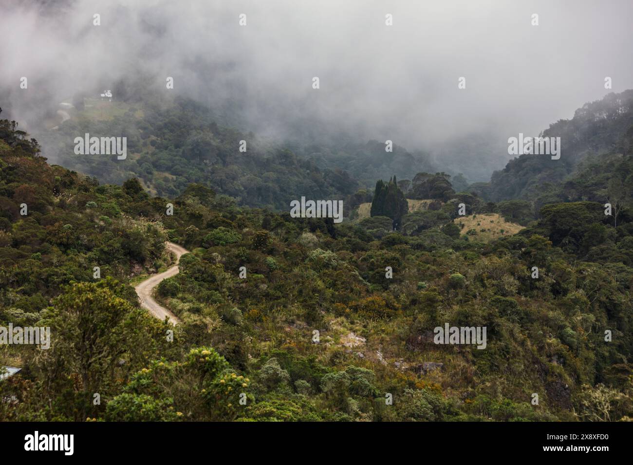 Plants grow in the unique high altitude ecosystem known as the Paramo ...