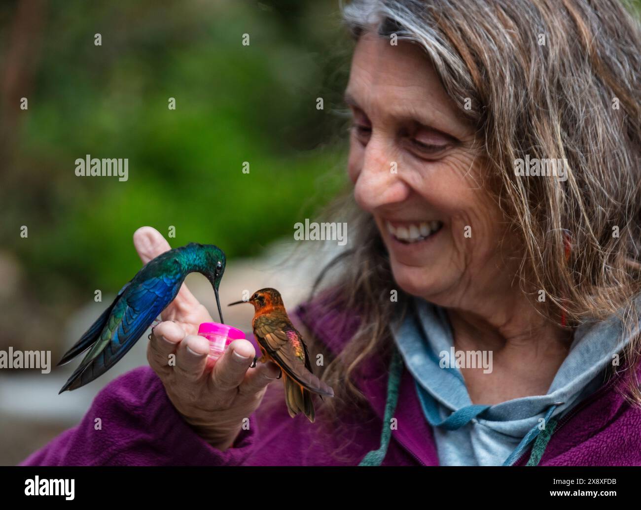 A Shining Sunbeam hummingbirds (Aglaeactis cupripenni) and a Great ...