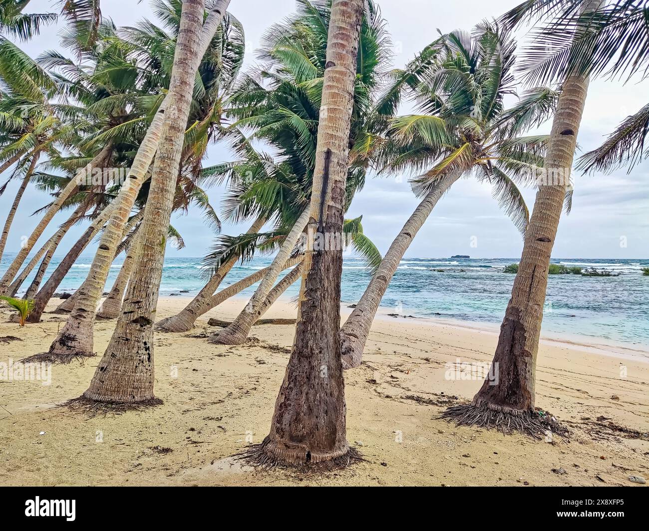 Line of coconut trees in a beautiful beach in Surigao, Philippines ...