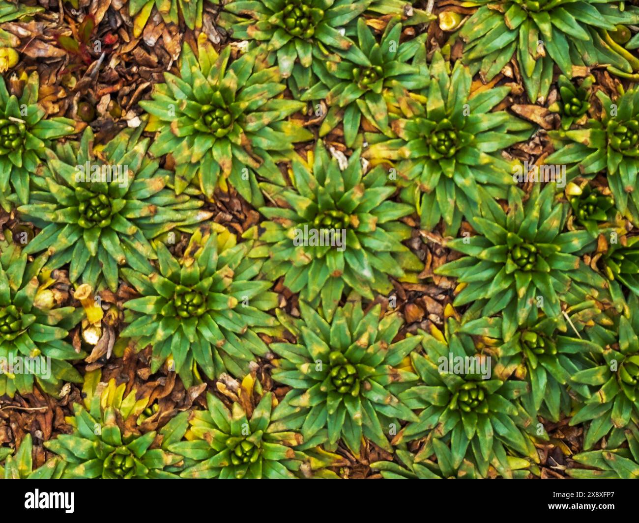 A unique ground covering plant grows at the high altitude ecosystem ...