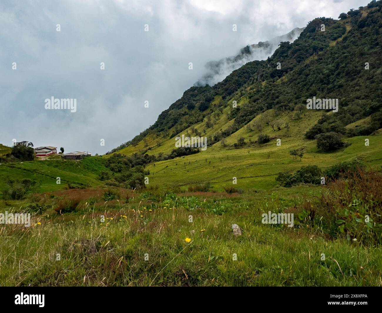 Green cow pastures and forest grow at 10,500 feet in the Colombian ...
