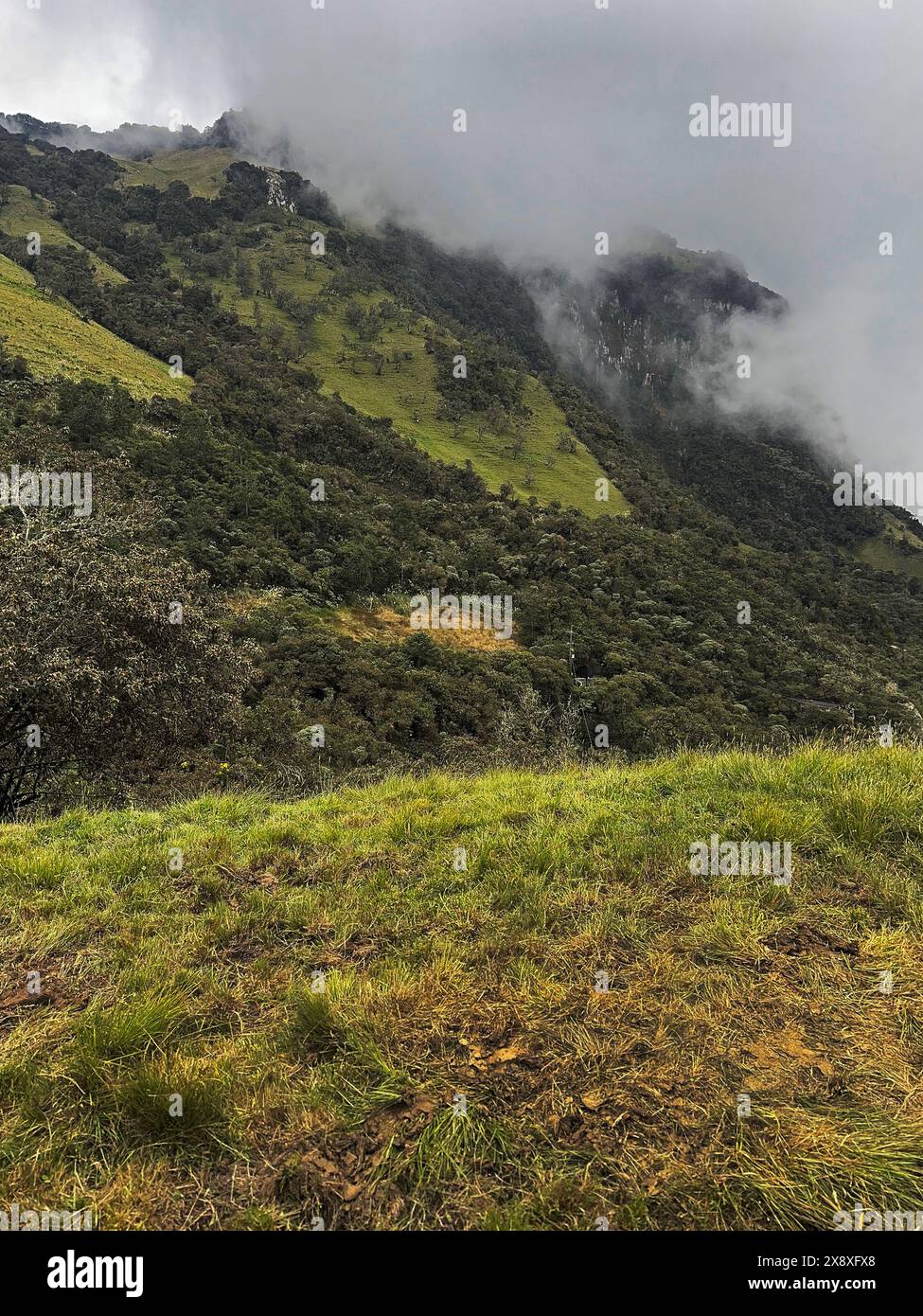 Green cow pastures and forest grow at 10,500 feet in the Colombian ...