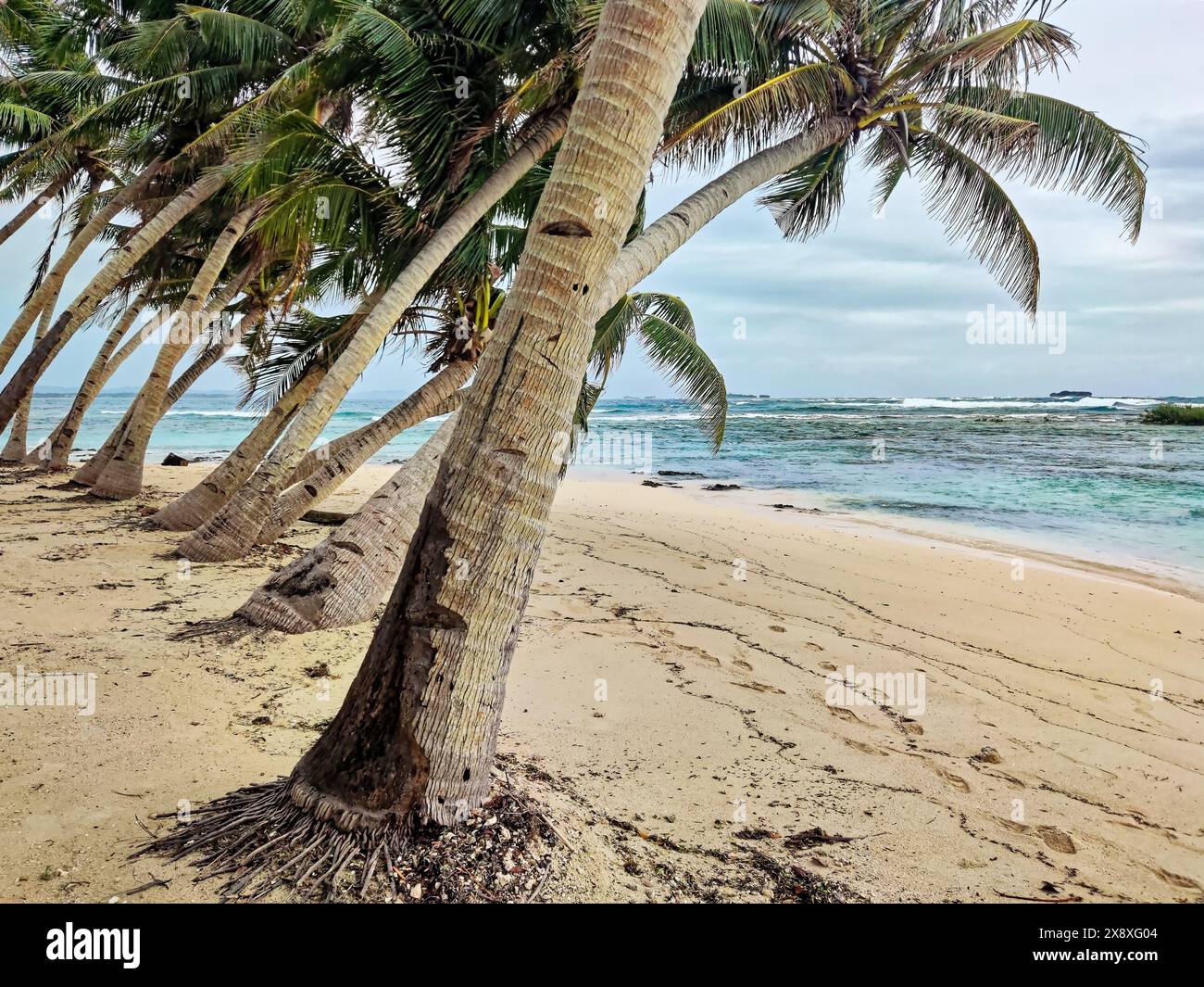Line of coconut trees in a beautiful beach in Surigao, Philippines ...
