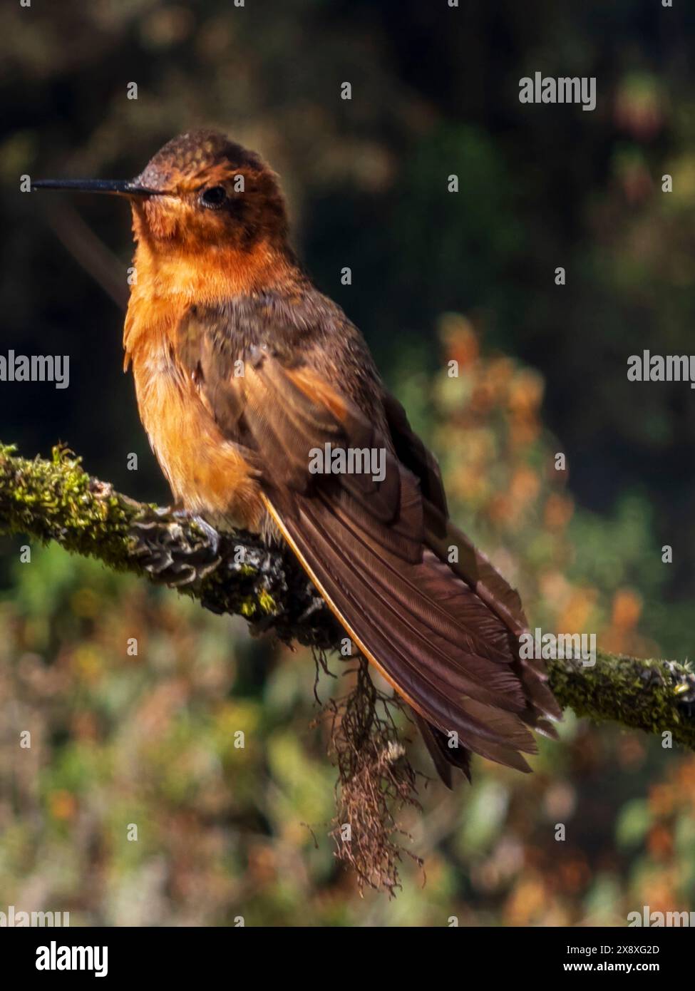 Shining Sunbeam hummingbirds (Aglaeactis cupripenni) at Termales Del ...