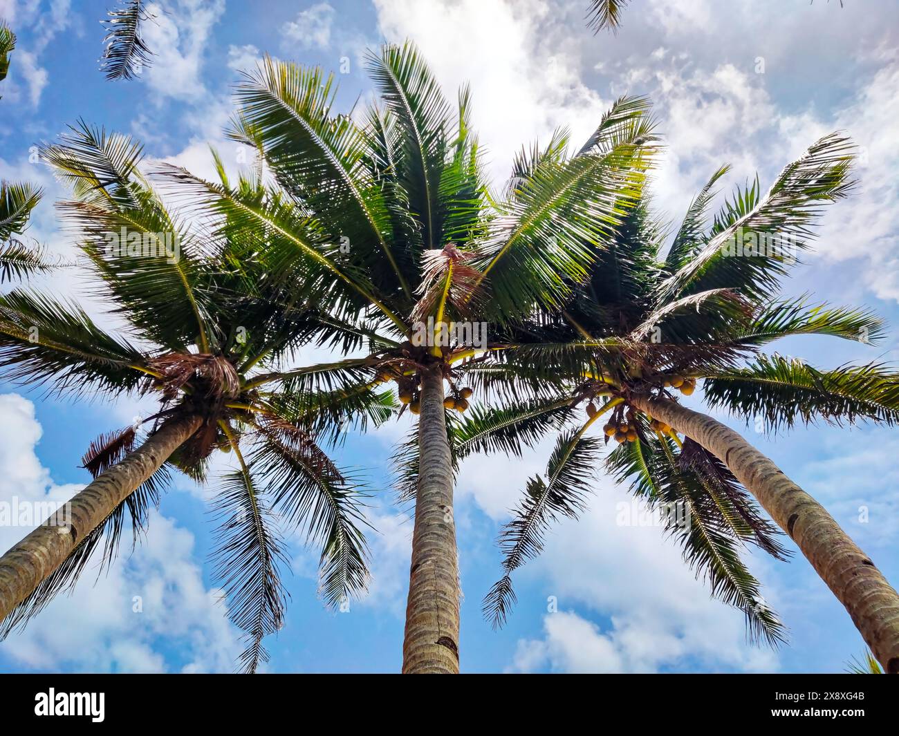 Worm's eye view of tall coconut trees Stock Photo - Alamy