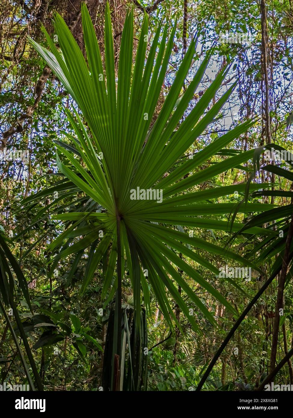 A tropical jungle florishes at Tyrona National Park or Parque Nacional ...