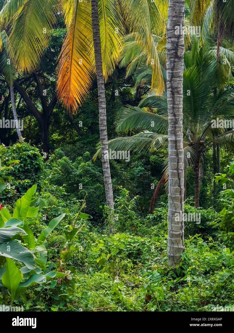 Palm trees and ropical jungle florishes at Tyrona National Park or ...