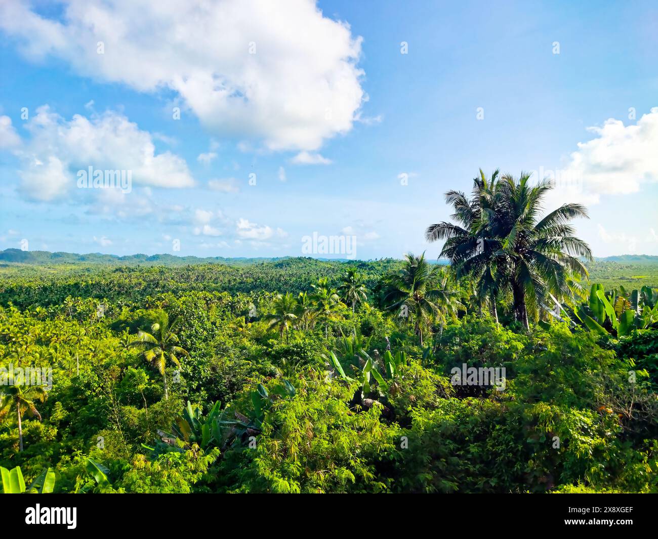 Coconut Trees View Deck in Siargao, Surigao del Norte, Philippines ...