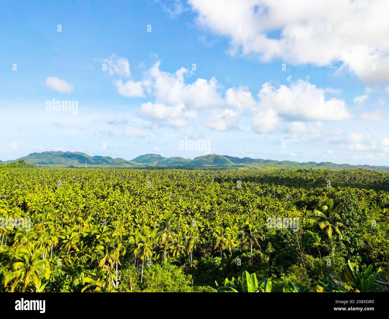 Coconut Trees View Deck in Siargao, Surigao del Norte, Philippines ...