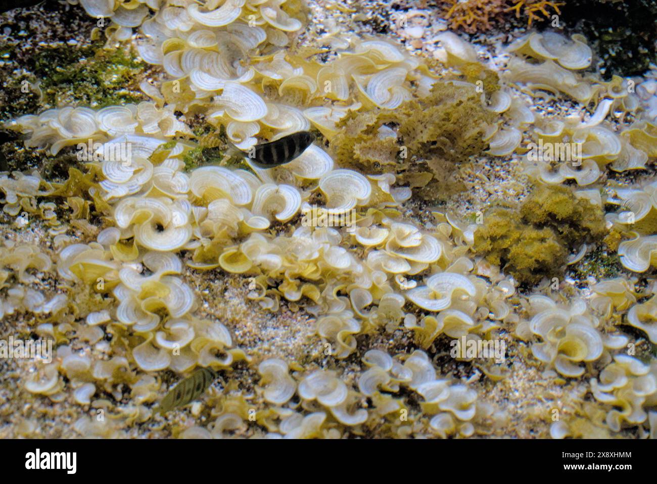 White scroll algae hi-res stock photography and images - Alamy