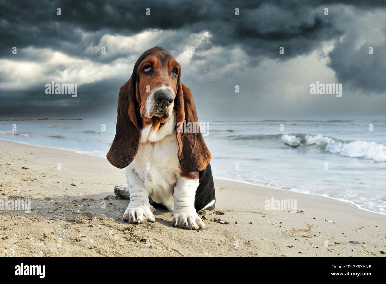 Basset hound staying on the beach in summer Stock Photo - Alamy