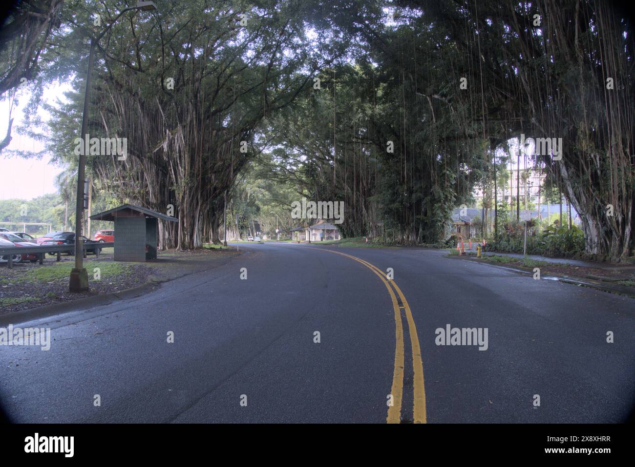 Banyan trees along the curved road in the morning sunlight in Hilo, Hawaii Stock Photo - Alamy