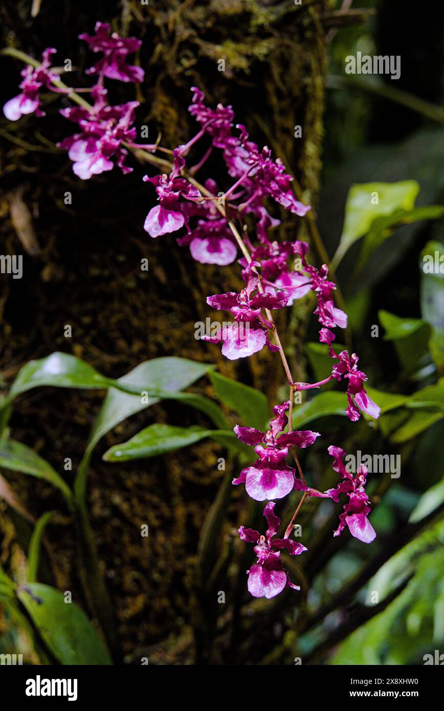 A branch of purple and while orchid flowers in Hilo Botanical Garden ...