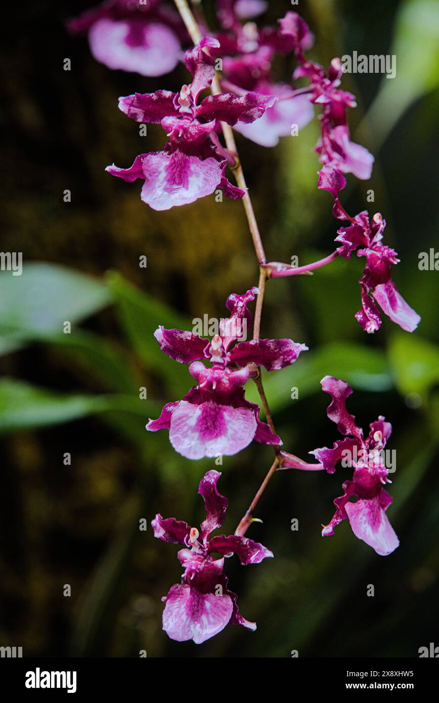 A branch of purple and while orchid flowers in Hilo Botanical Garden ...