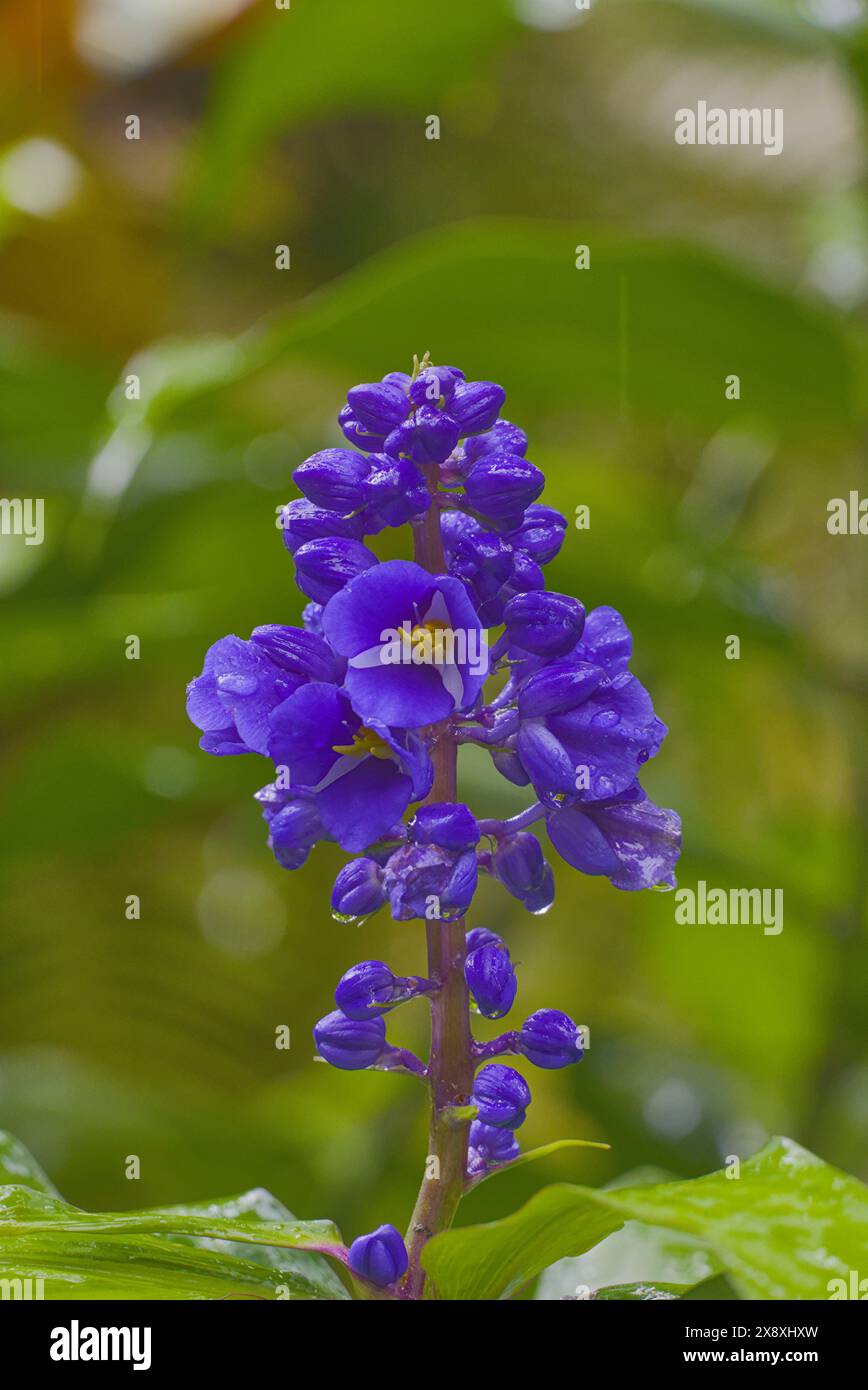 Hilo Botanical garden in Big Island, Hawaii Stock Photo - Alamy