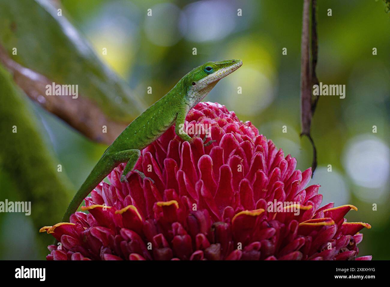 Flowers blooming on lush hi-res stock photography and images - Alamy