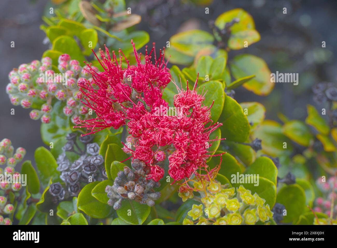 Ohia lehua blossom hi-res stock photography and images - Alamy