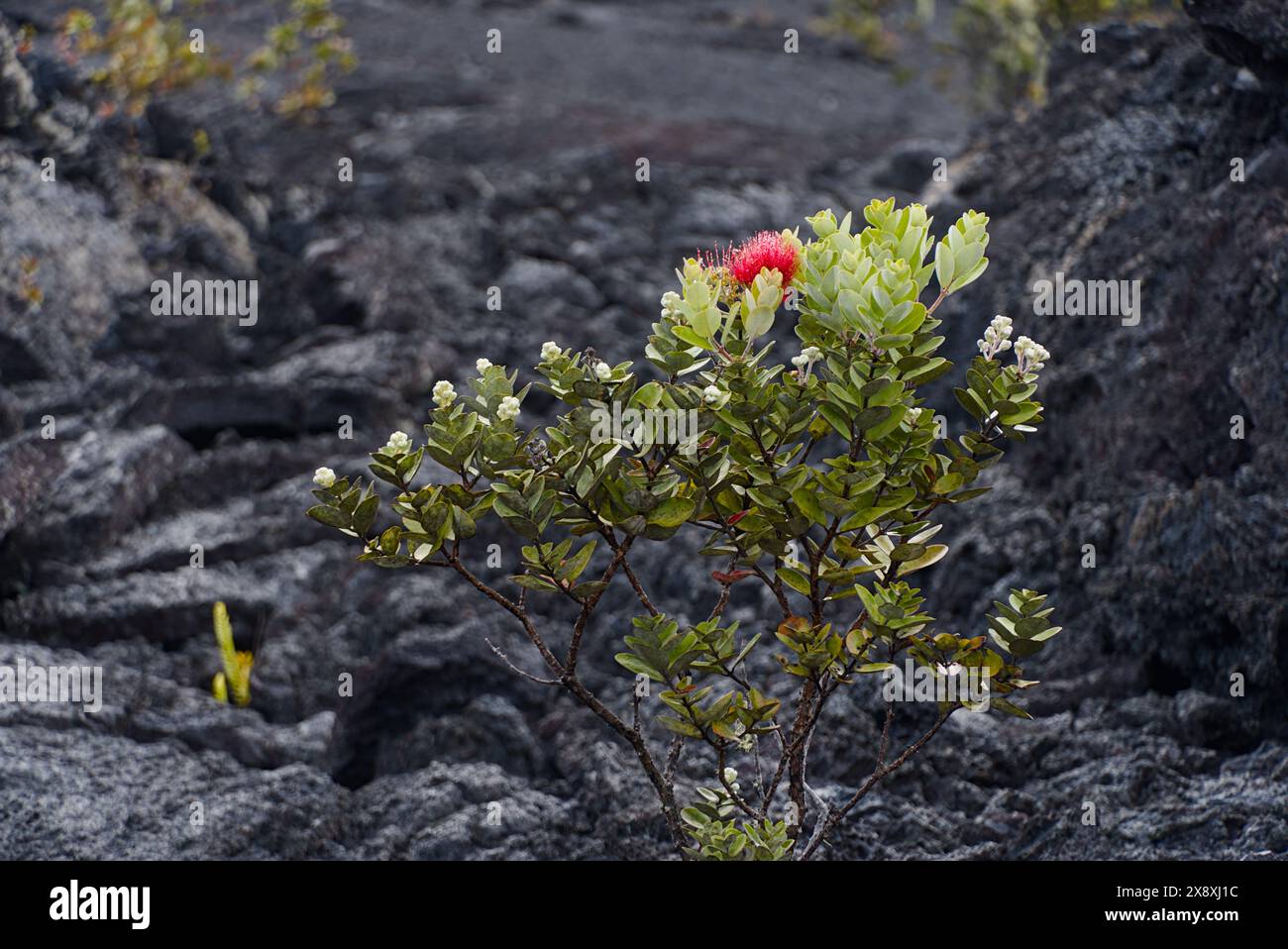 Ohia lehua blossom hi-res stock photography and images - Alamy