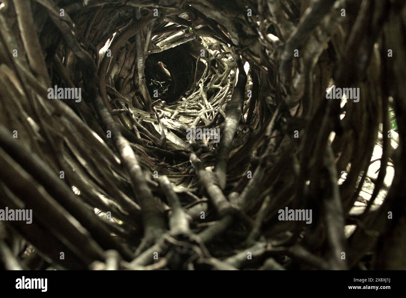 Strangler fig hollow hi-res stock photography and images - Alamy