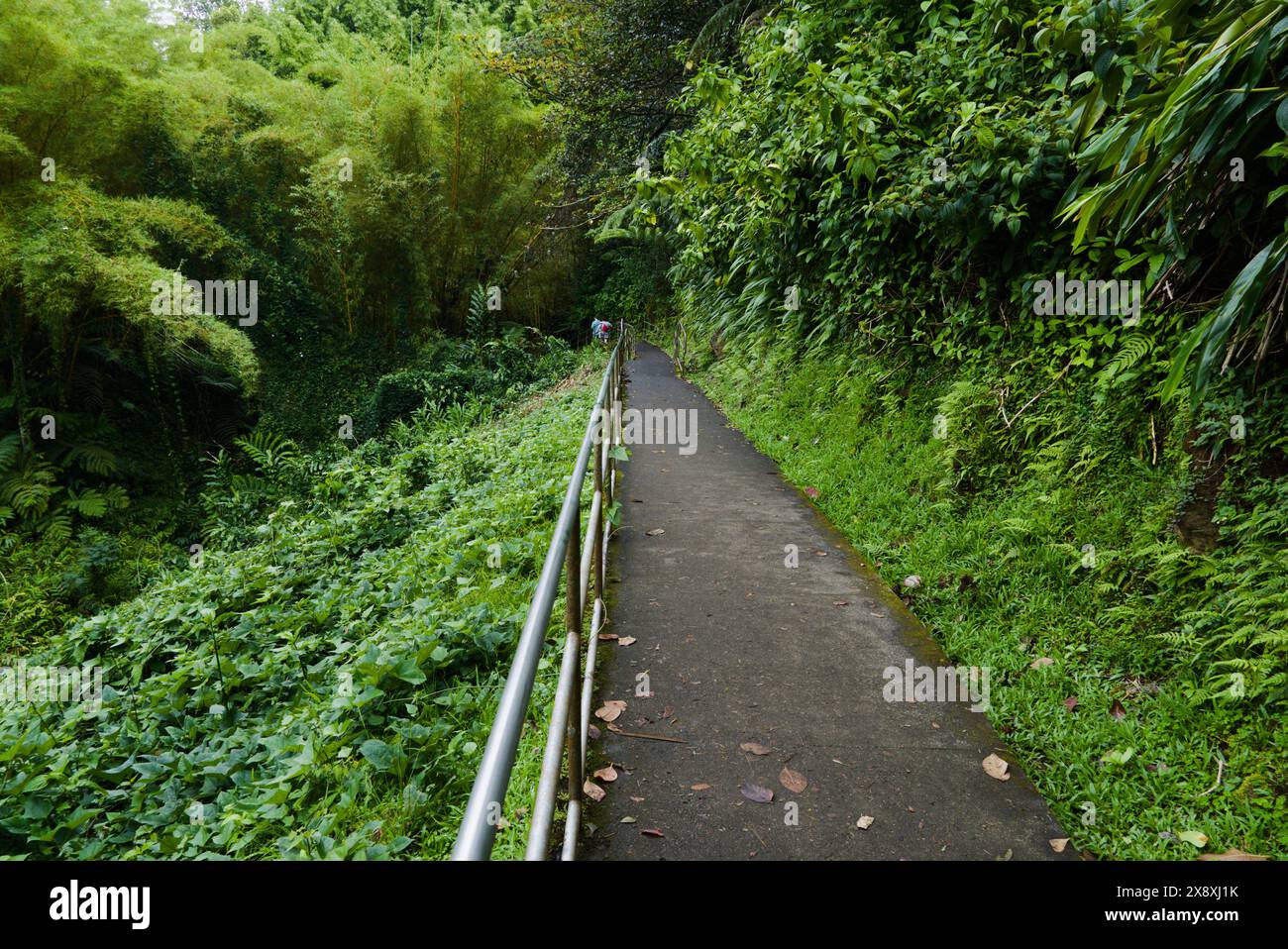 The path to Akaka fall, Hilo, Hawaii Stock Photo - Alamy
