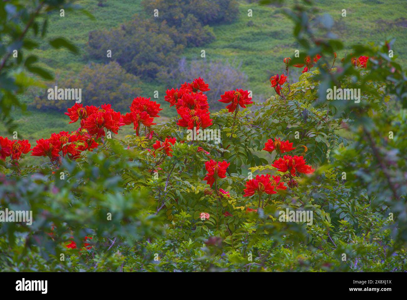 Acacia island hi-res stock photography and images - Alamy