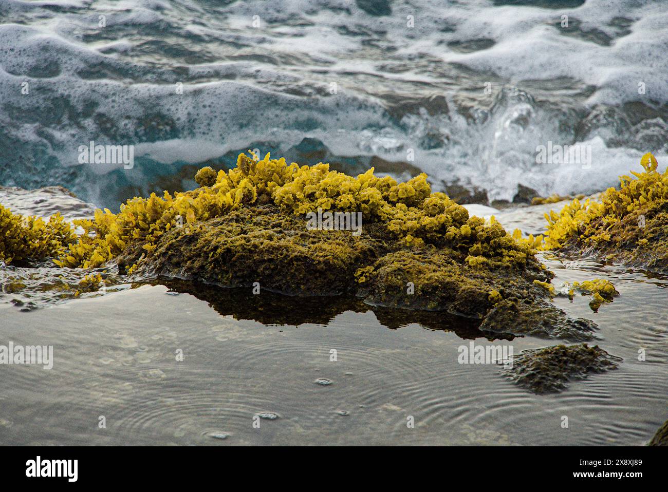 Seaweed grow on the rocks near Two Step beach in Big Island, Hawaii ...
